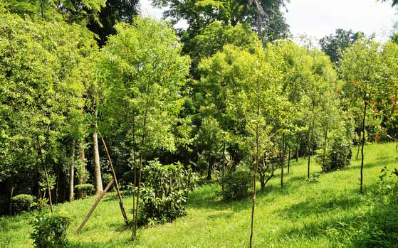 Mahindra’s Plant a Tree campaign engages 4.5M | Better World